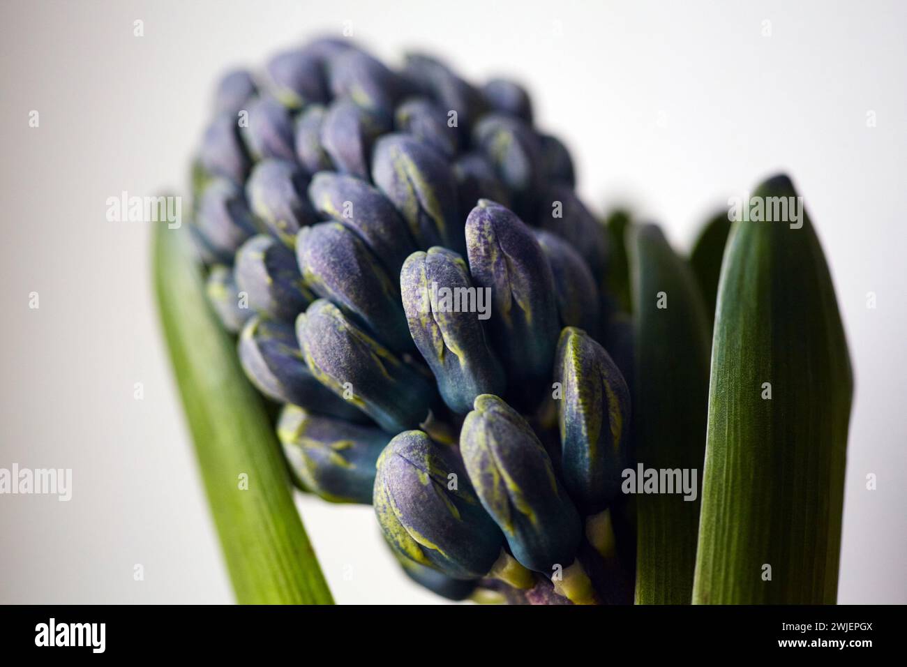 Closed buds of blue hyacinth isolated on white background. Growing ...