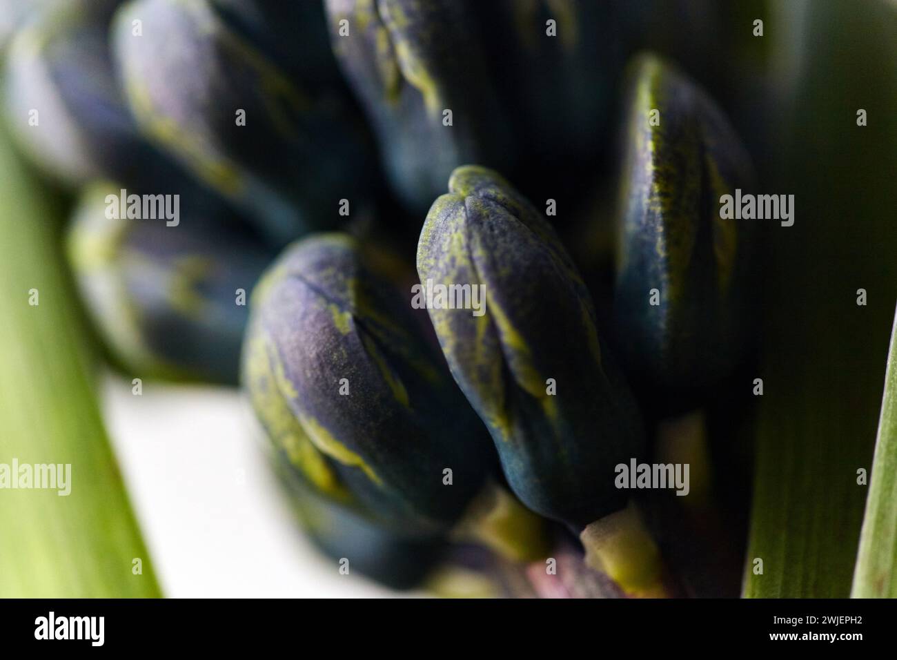 Closed buds of blue hyacinth isolated on white background. Growing ...