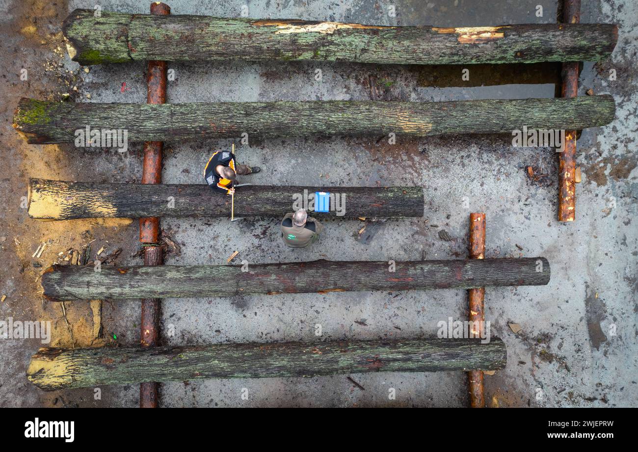 Stand valuable timber hi-res stock photography and images - Alamy