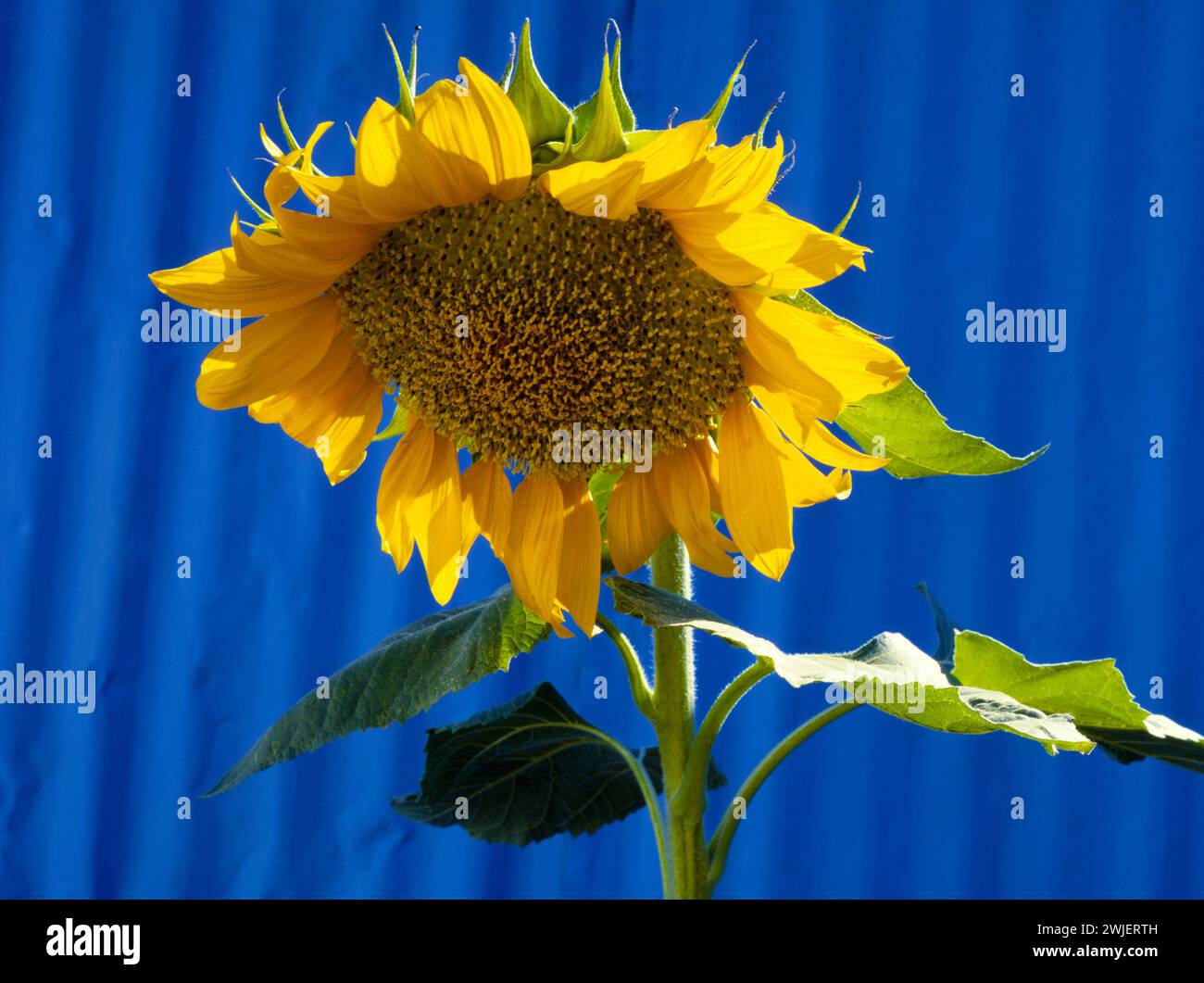 Tucson daisy hi-res stock photography and images - Alamy