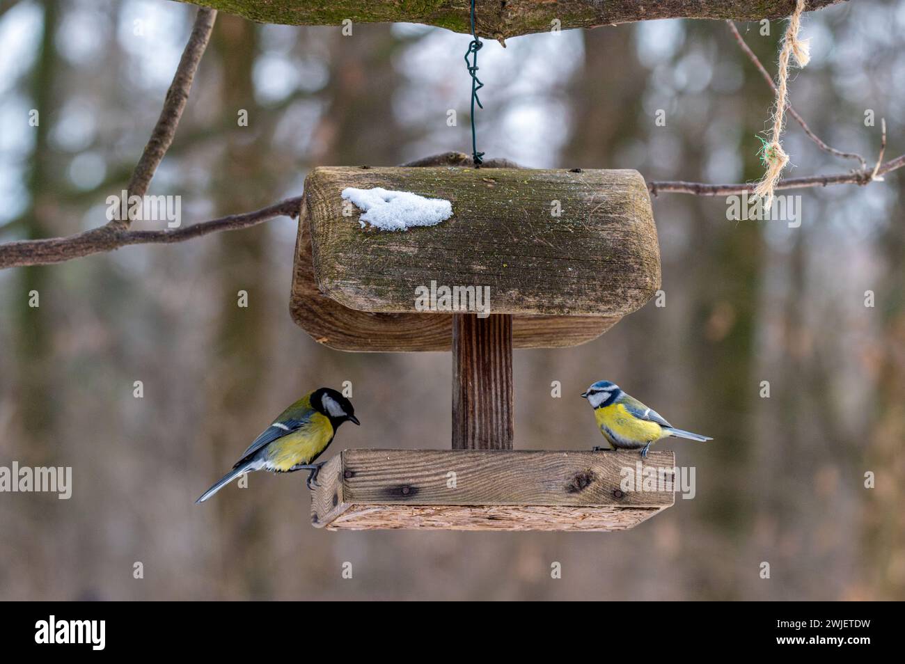 Parus caeruleus and parus major hi-res stock photography and images - Alamy