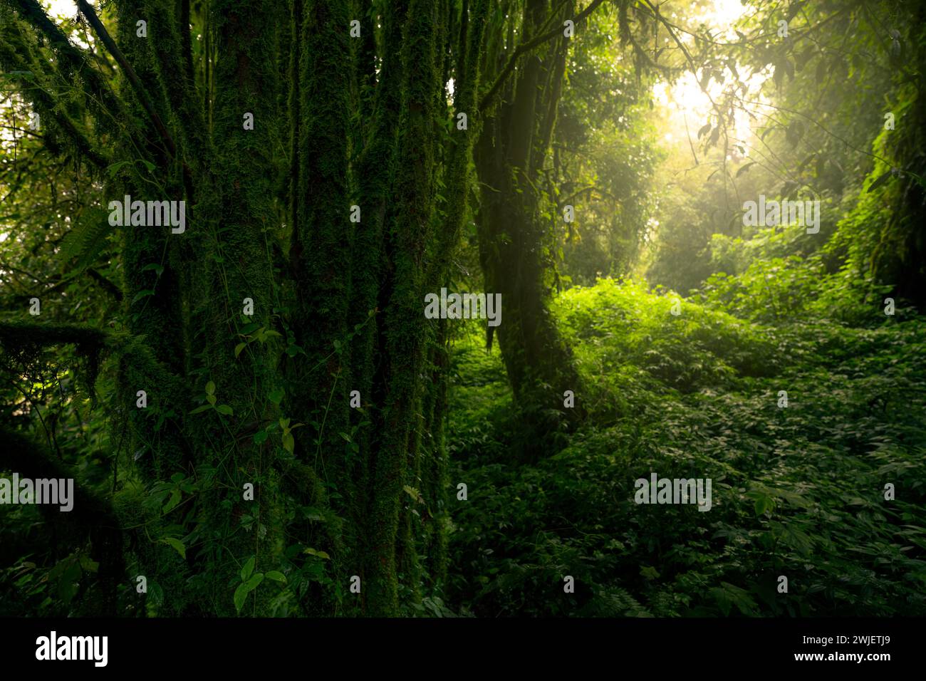 Dense dark green trees forest with moss on tree trunk. Forest ecosystem ...