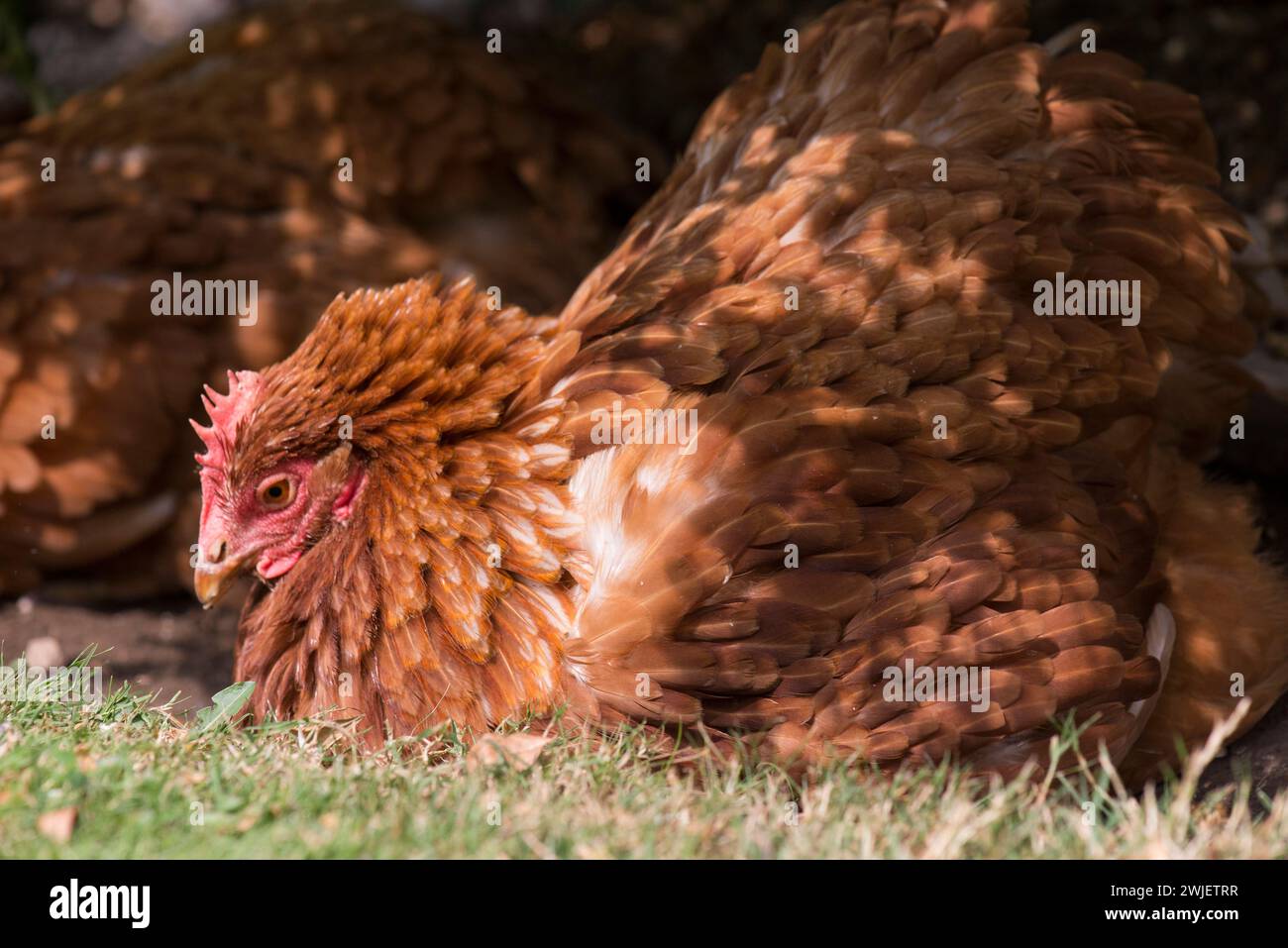 Dust bath hen hi-res stock photography and images - Alamy