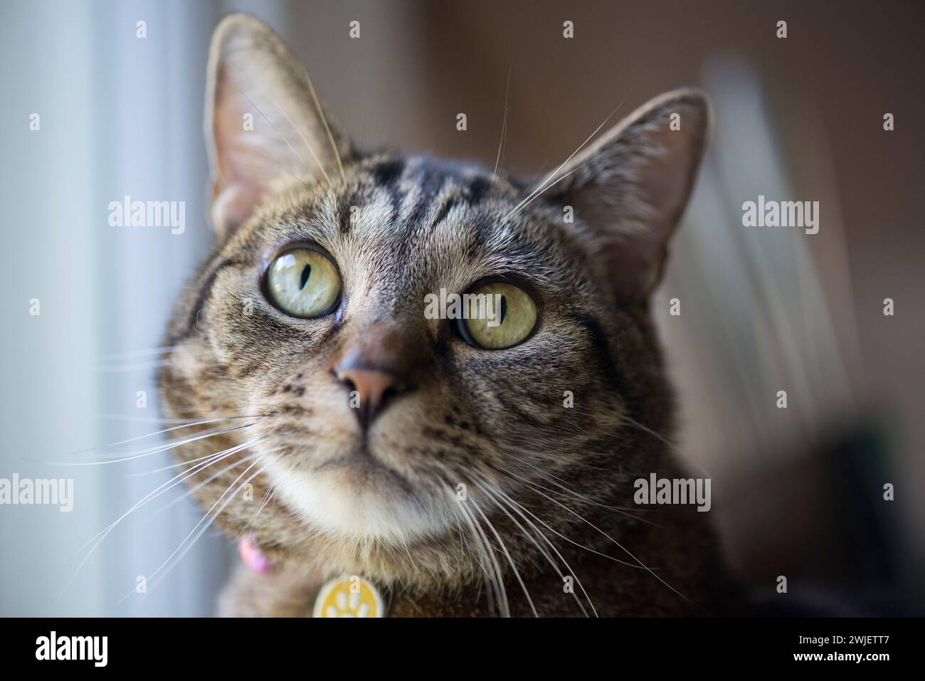 macro photo of a pet tabby cat Stock Photo - Alamy