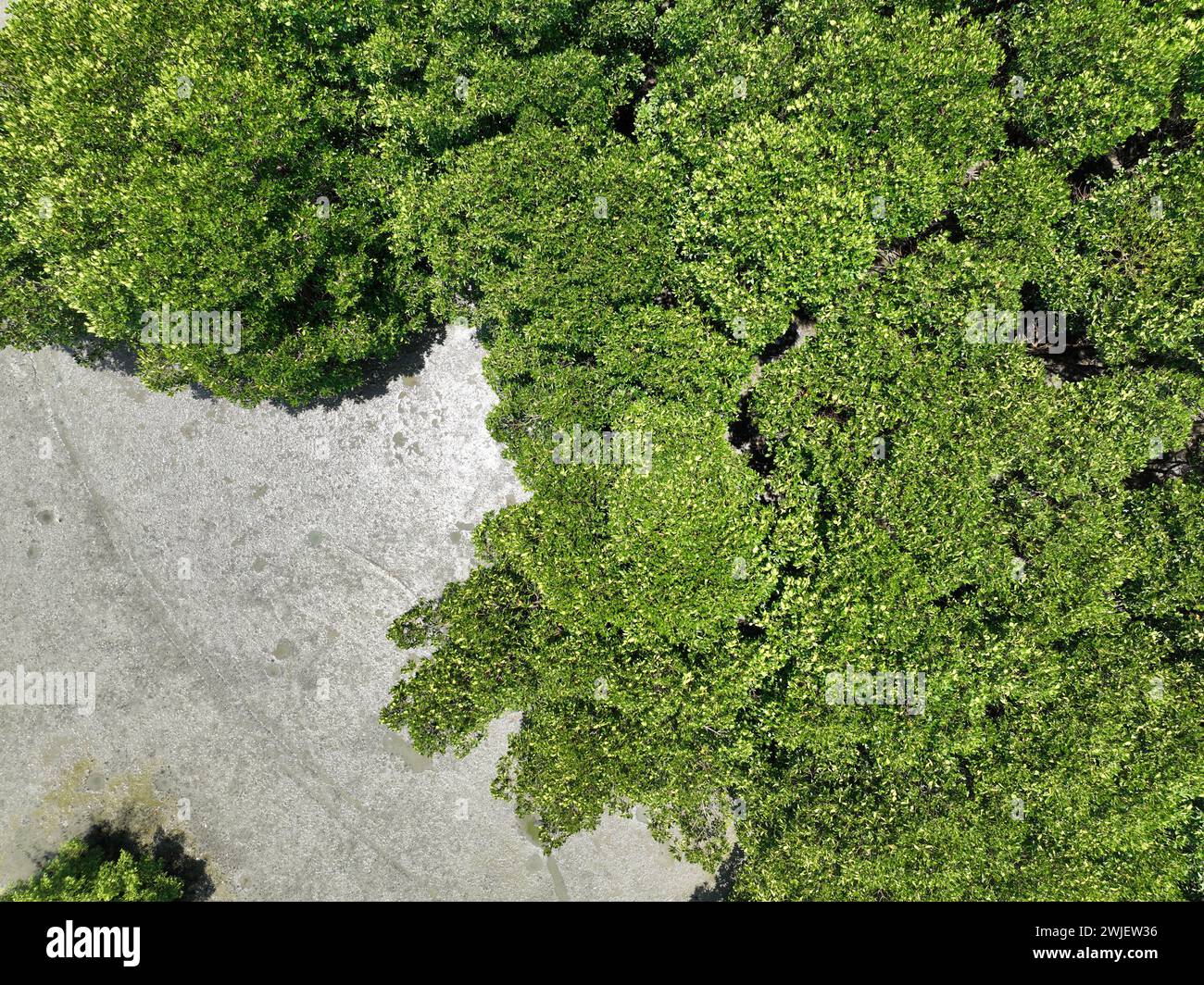 Green mangrove forest with morning sunlight. Mangrove ecosystem ...
