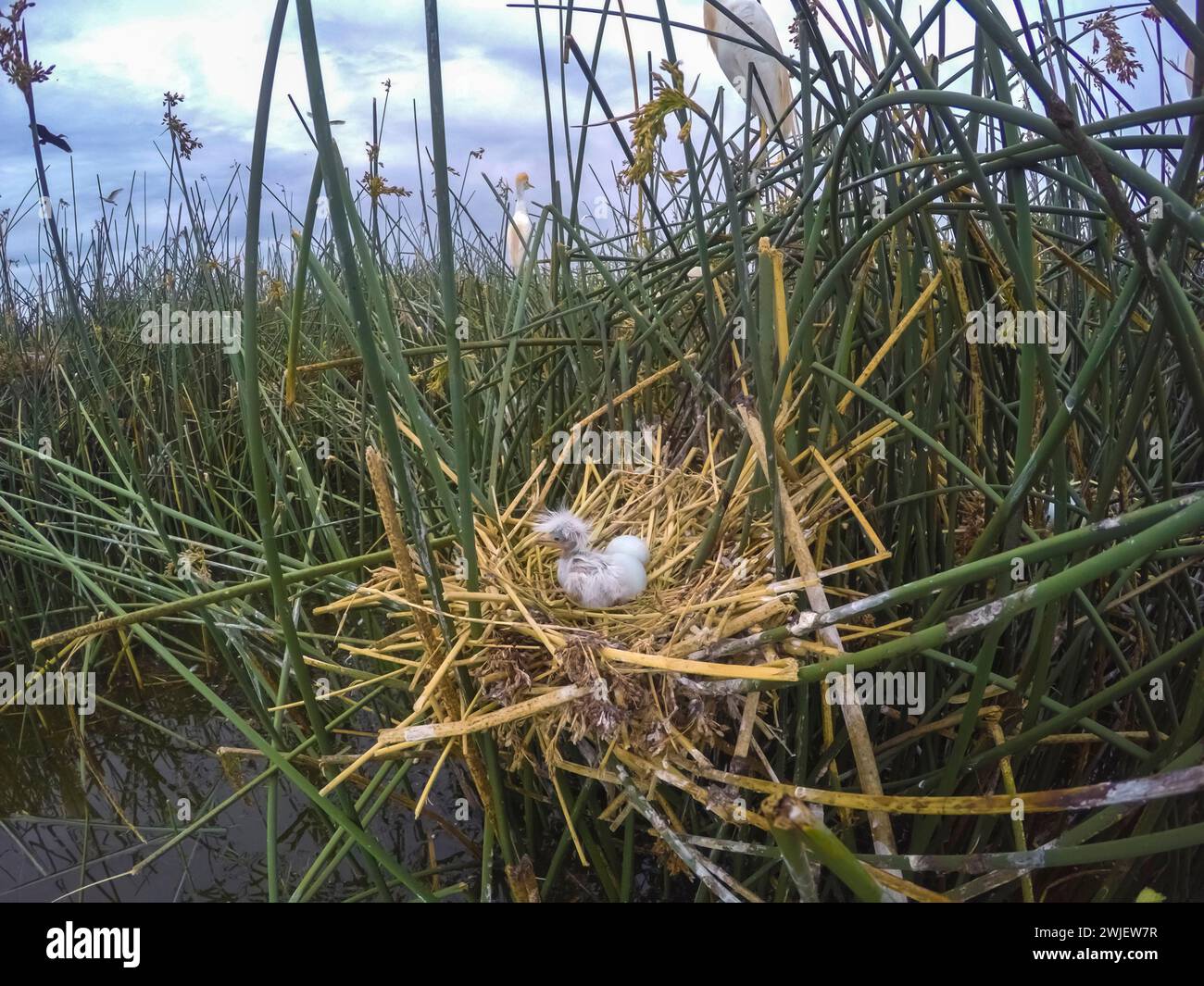 Cattle Egret, Bubulcus ibis, nesting, La Pampa Province, Patagonia ...