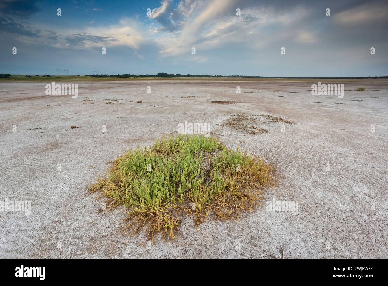 Desert soil in a dry lagoon, La Pampa province, Patagonia, Argentina ...