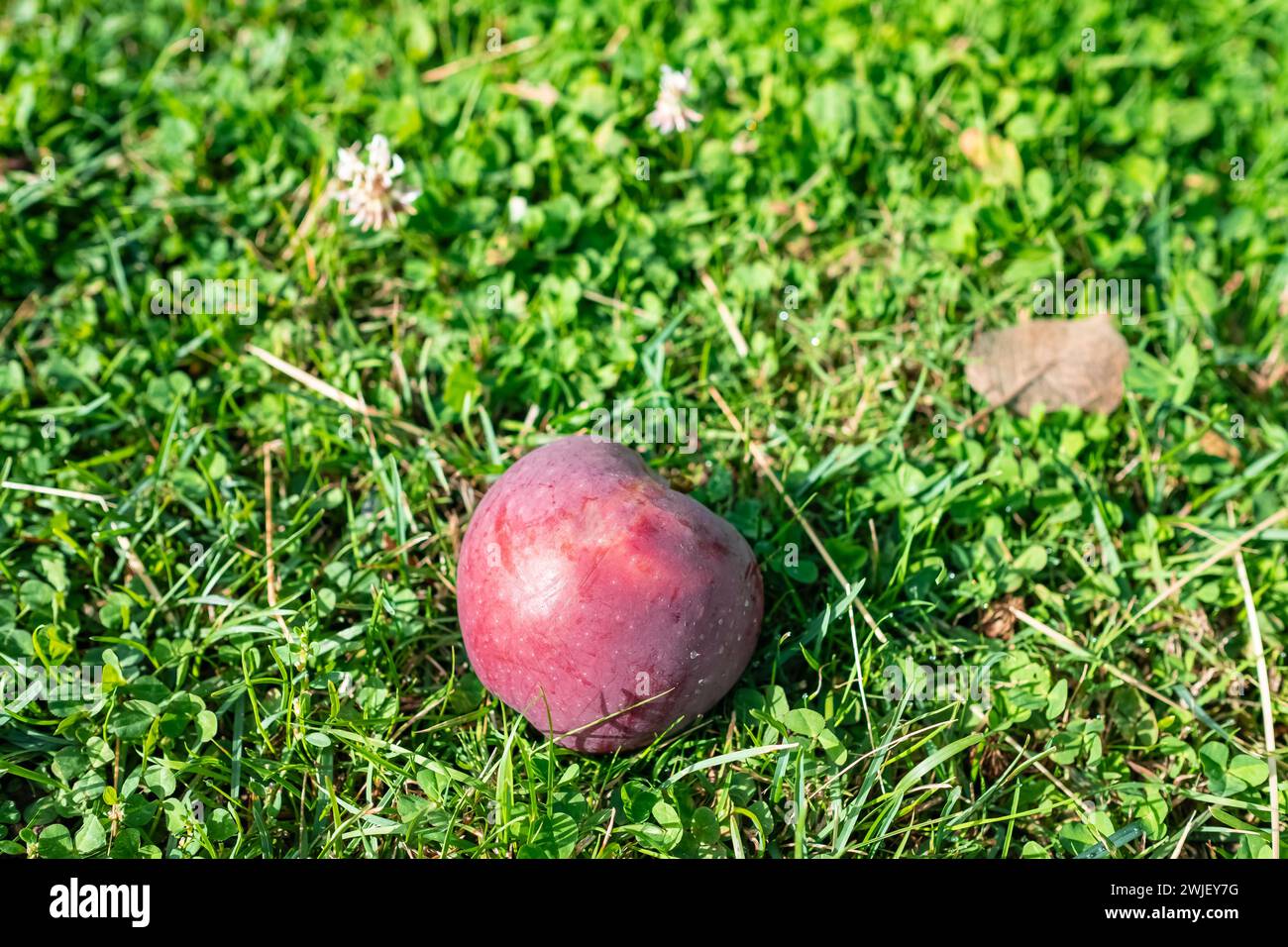 Red apples fallen on the green grass under apple tree. Autumn ...
