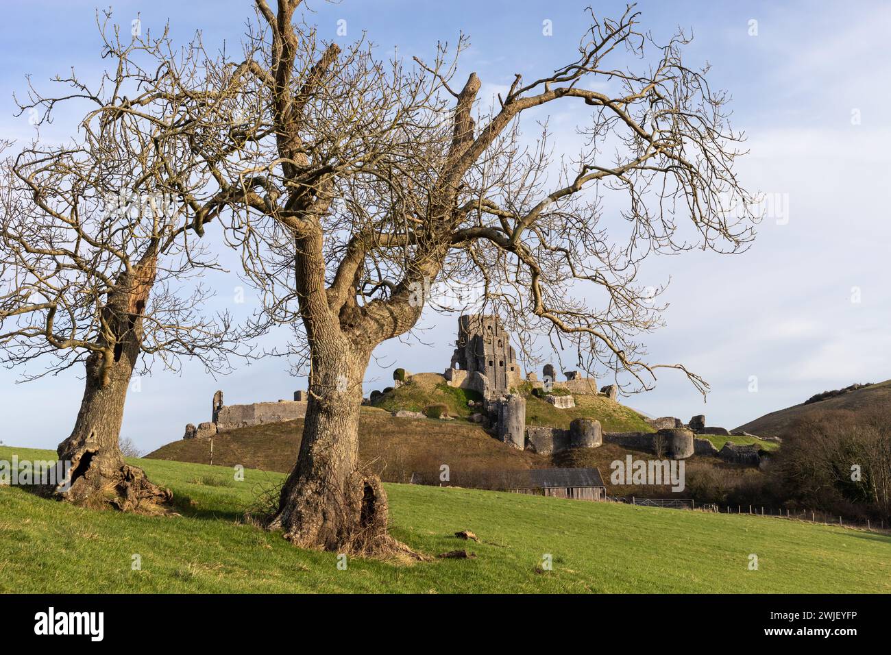View of Corfe Castle from behind some leafless trees on a sunny winter ...