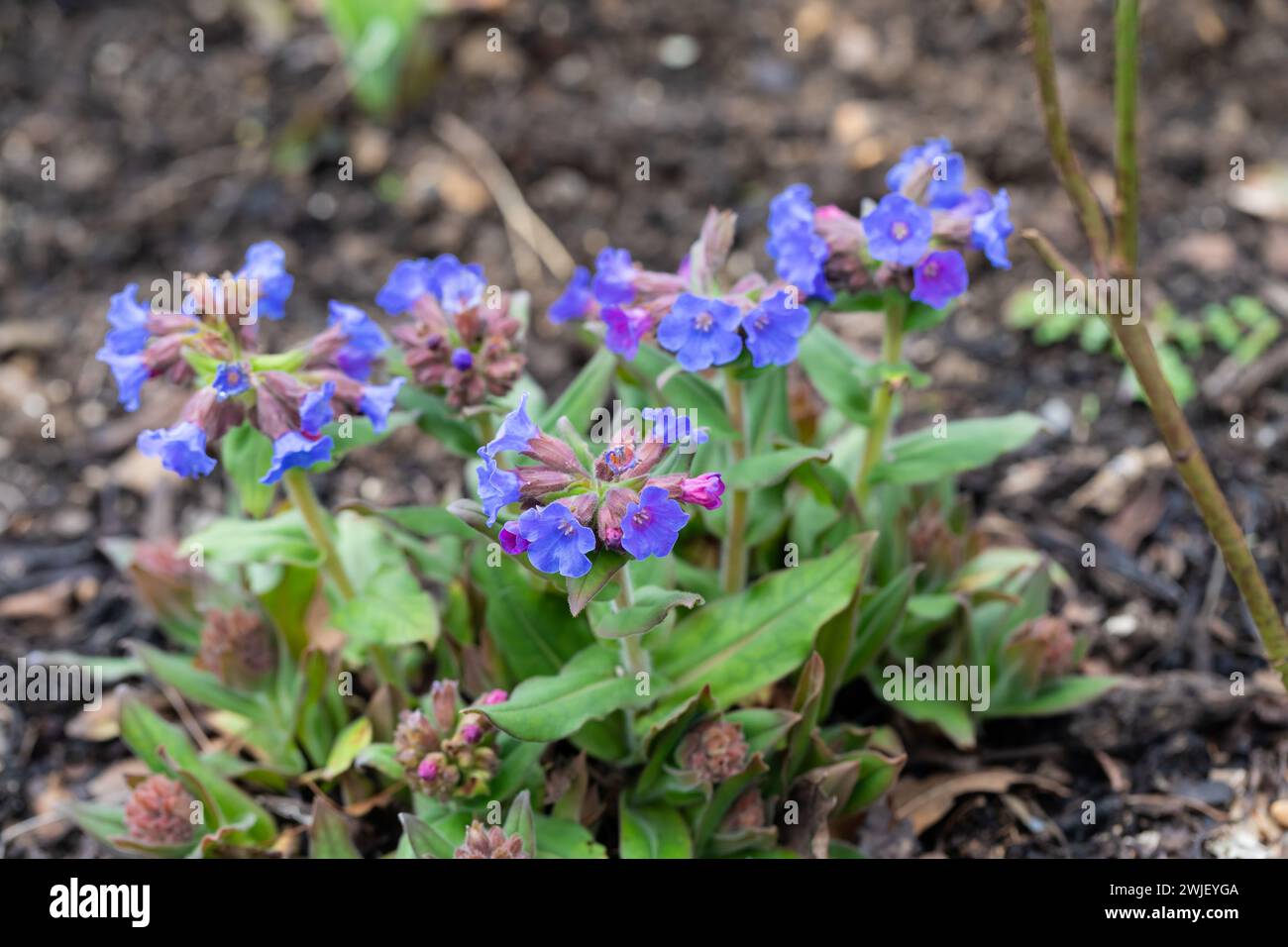Pulmonaria ‘blue ensign' hi-res stock photography and images - Alamy