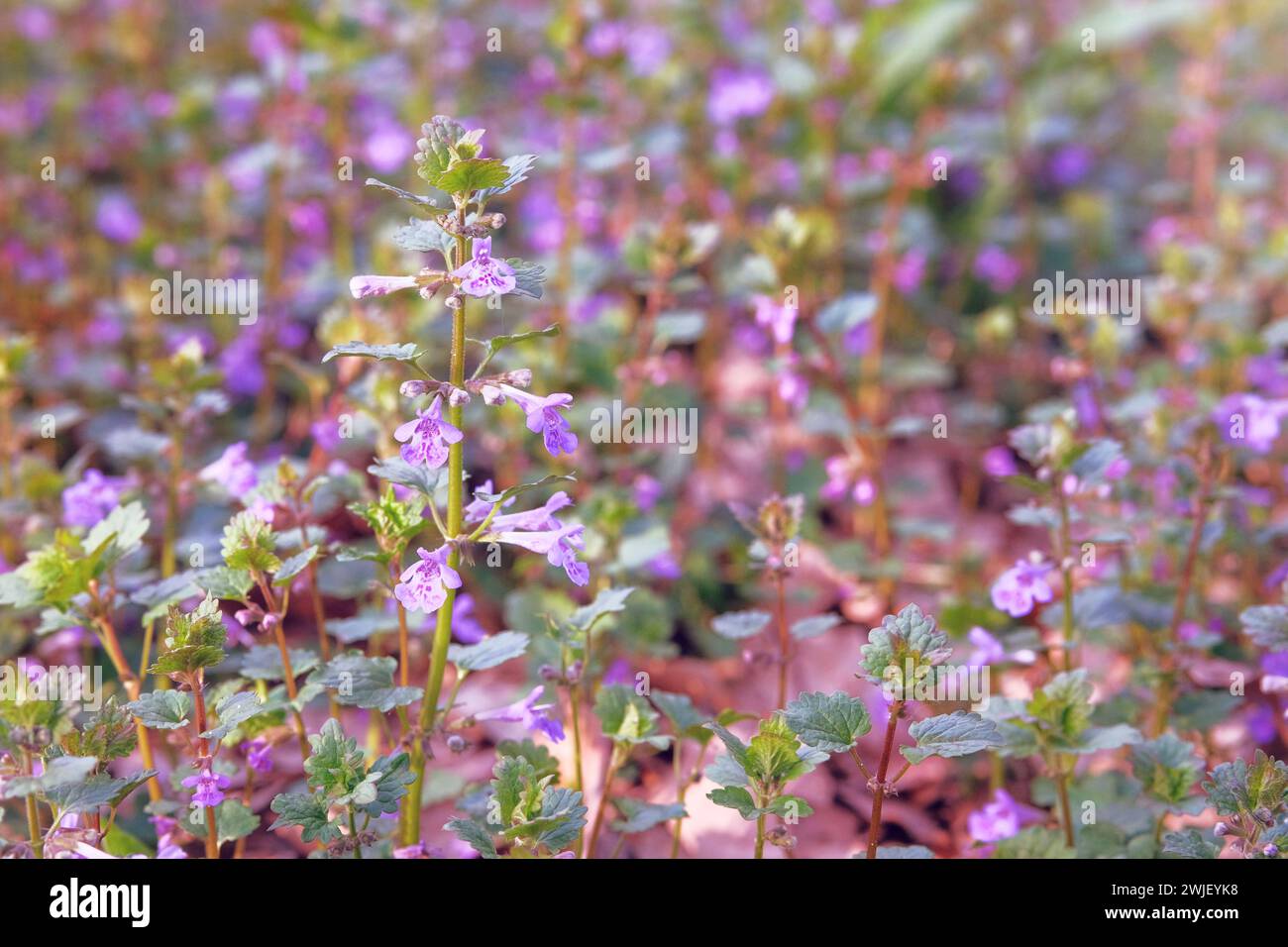 Nepeta cataria in farming and harvesting. Growing herb at home. Rustic ...