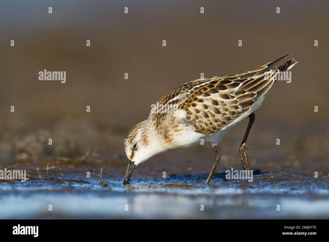 Bird Calidris minuta Little Stint small migratory bird Poland Europe ...