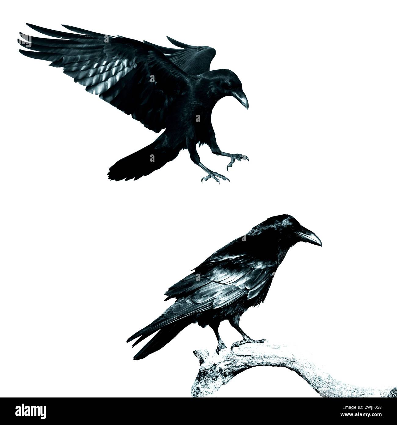 Birds flying ravens isolated on white background Corvus corax ...