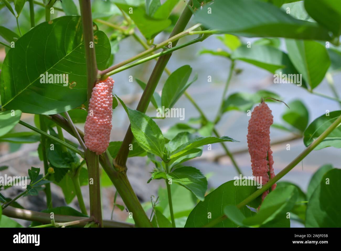 Amphibians, namely golden snails that are in a rock and lay eggs Stock ...