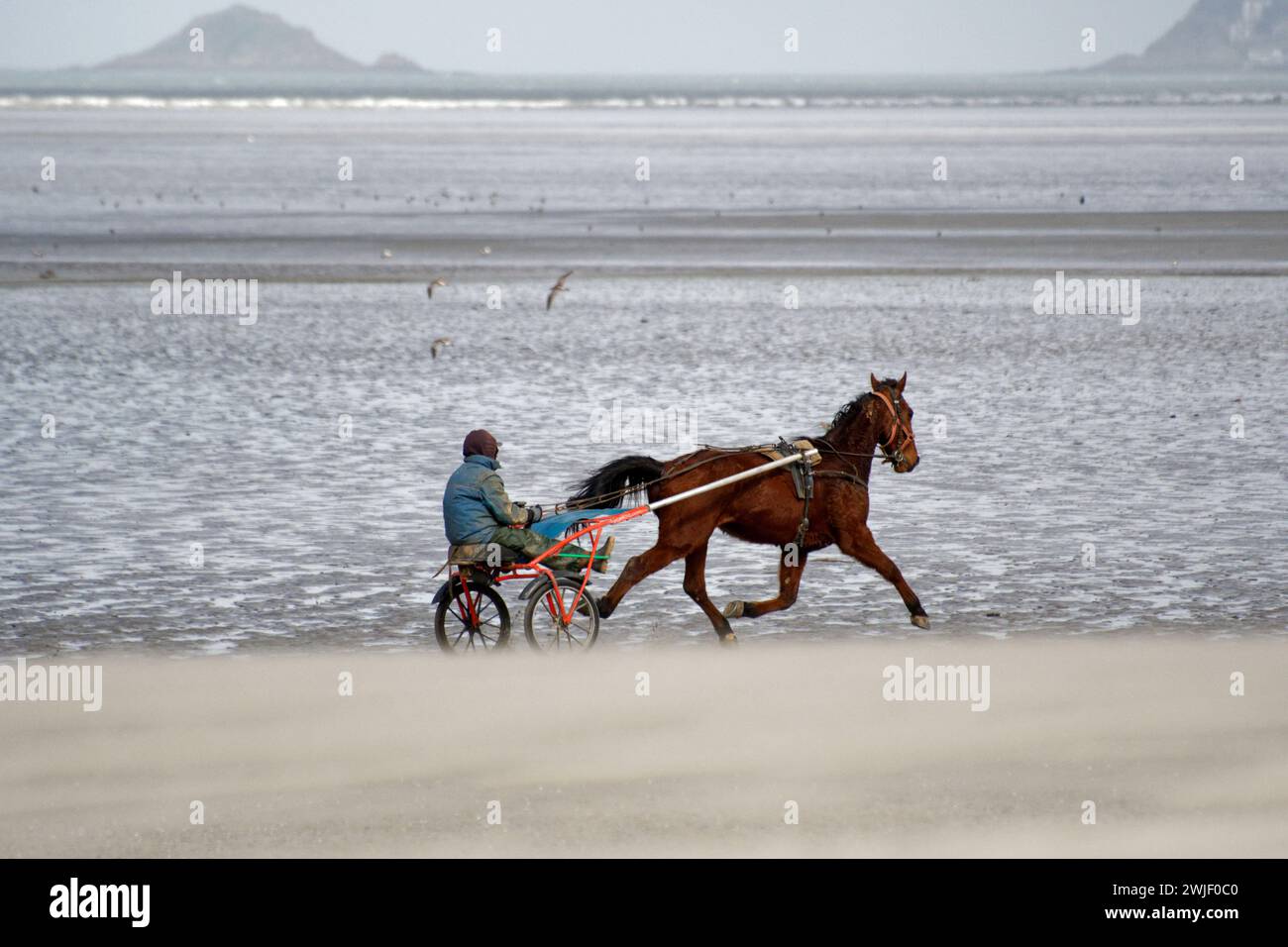 Hillion (Brittany, north-western France): horse galloping on the beach ...