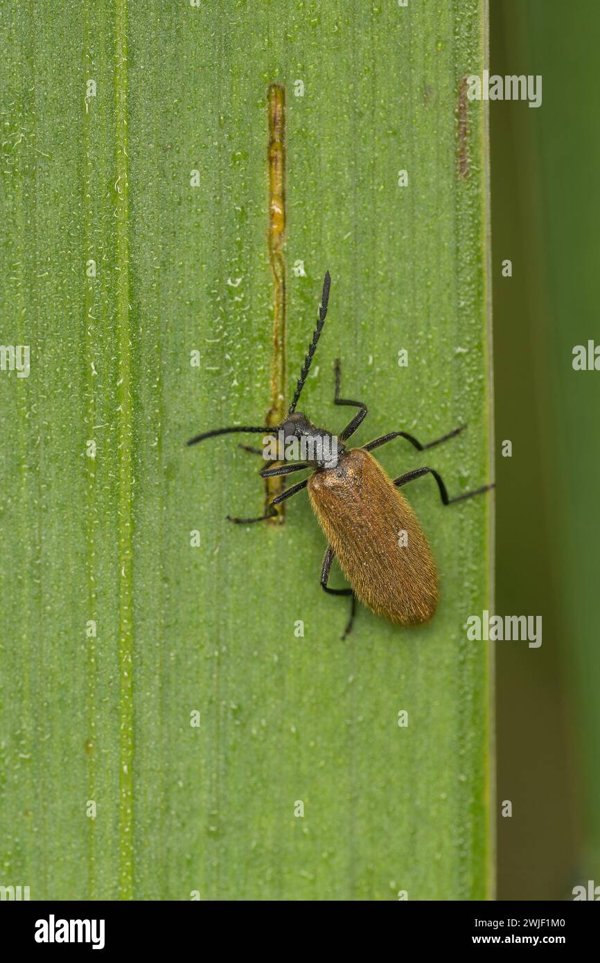 Rough haired hi-res stock photography and images - Alamy