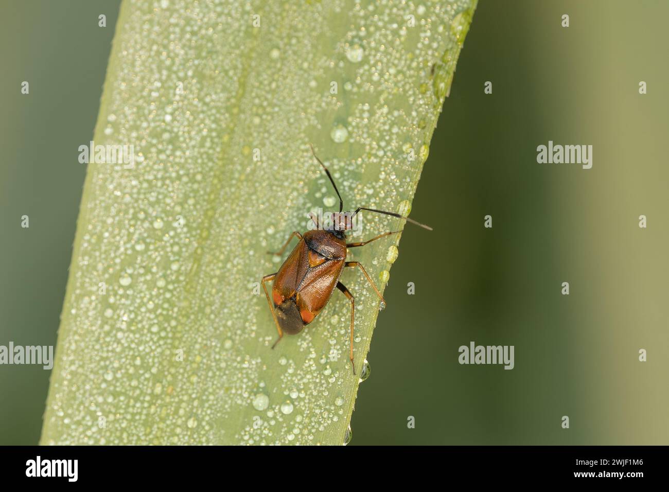 European tarnished plant bug - Lygus rugulipennis Stock Photo - Alamy