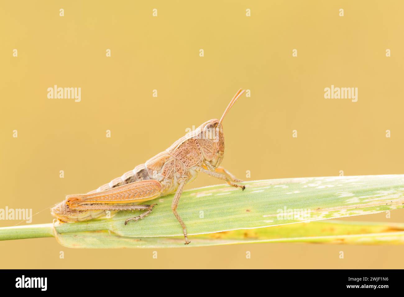 Natural closeup on an grasshopper belonging to Chorthippus biguttulus ...