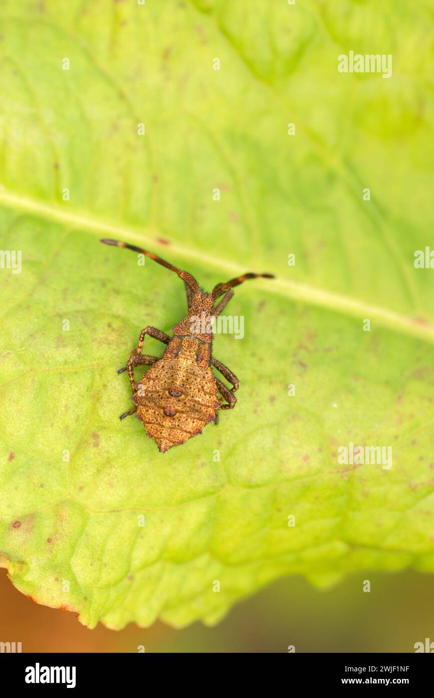Closeup common, Dock bug (Coreus marginatus). Macro photo Dock bug in ...
