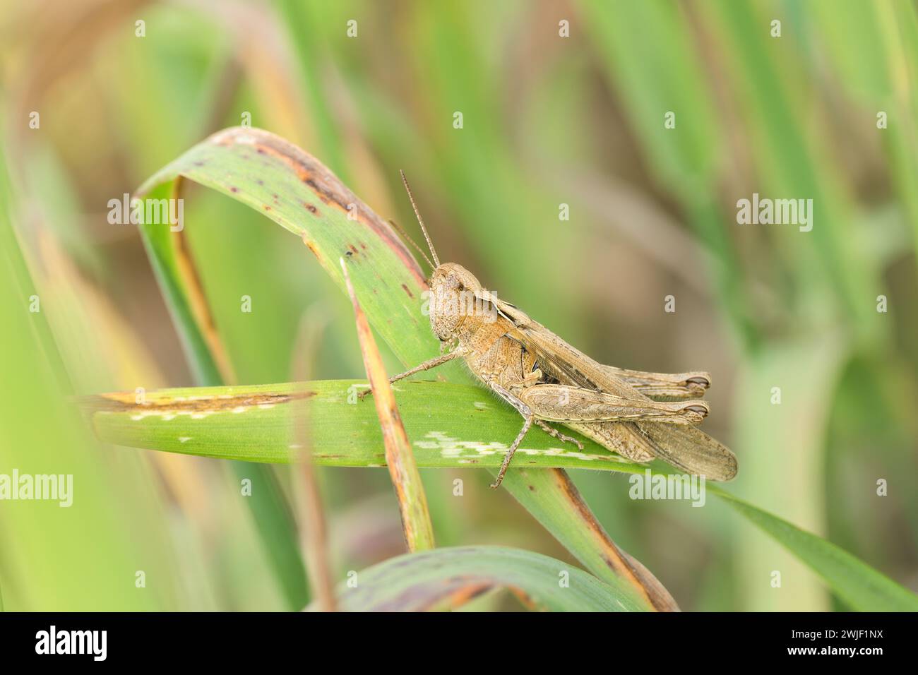 Natural closeup on an grasshopper belonging to Chorthippus biguttulus ...