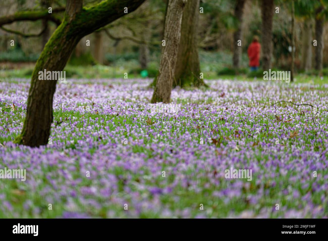 Cologne, Germany. 15th Feb, 2024. Trees stand on a meadow covered with ...