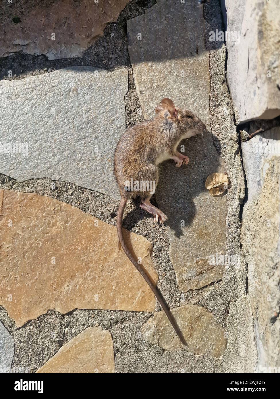 A Dead rat mouse on stone path Stock Photo - Alamy
