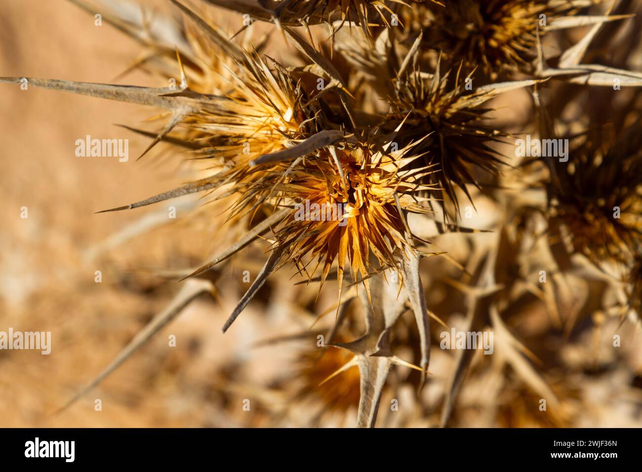Background. Close-up. Dry plant with long thorns in Sahara desert ...