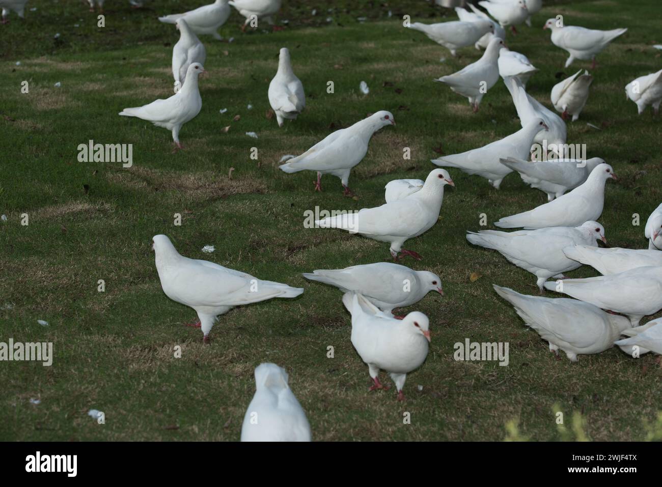 Doves on the grass hi-res stock photography and images - Alamy