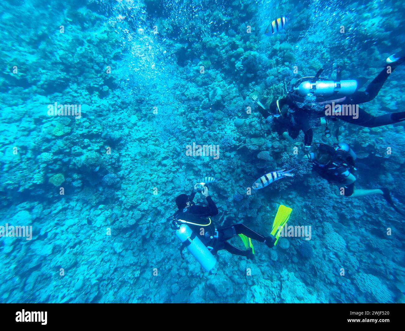 Scuba Divers divers explore coral reef in tropical sea. Underwater life ...