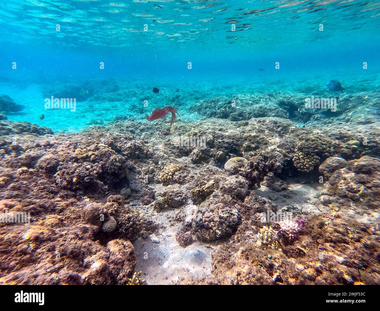 Close up view of tropical Bigfin Reef squid with big eyes underwater at ...