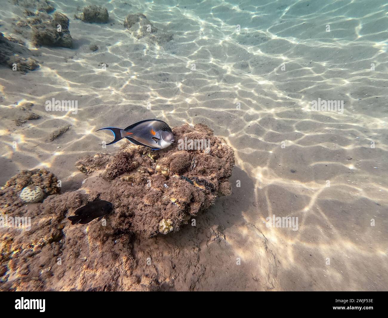 Close up view of Colorful tropical fish Sohal Surgeon fish (Acanthurus ...