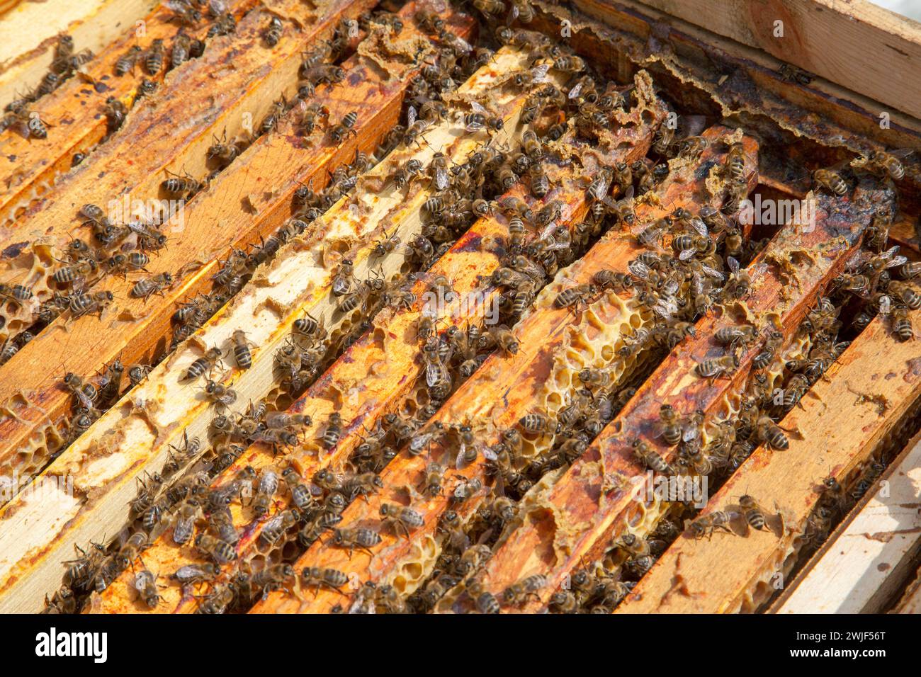Frames of a beehive. Close up view of the opened hive body showing the ...