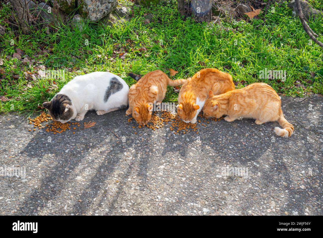 Cats feline colony in hi-res stock photography and images - Alamy