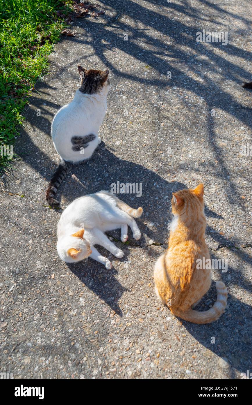 Three stray cats Stock Photo - Alamy
