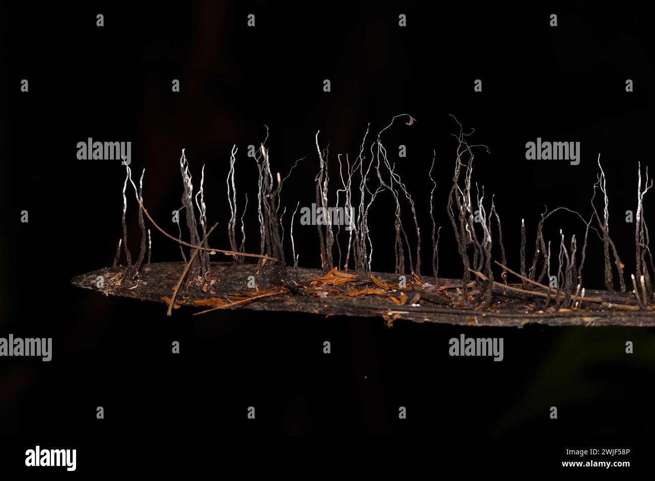 Strange fungi from the genus Xylaria. Photo from Las Arrieras ...