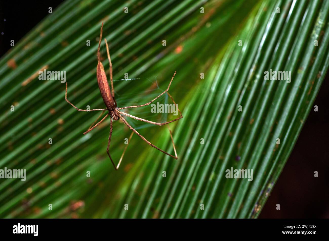 Central american ogre faced spider hi-res stock photography and images ...
