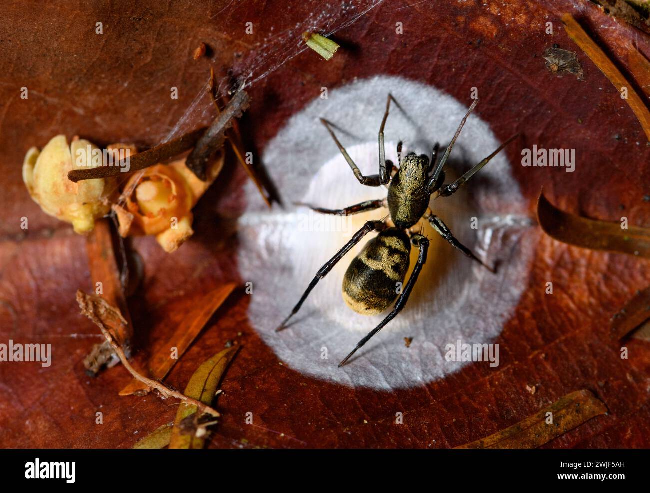Spider guarding eggs hi-res stock photography and images - Alamy