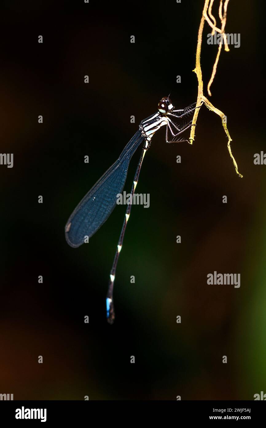 Odonata family hi-res stock photography and images - Alamy