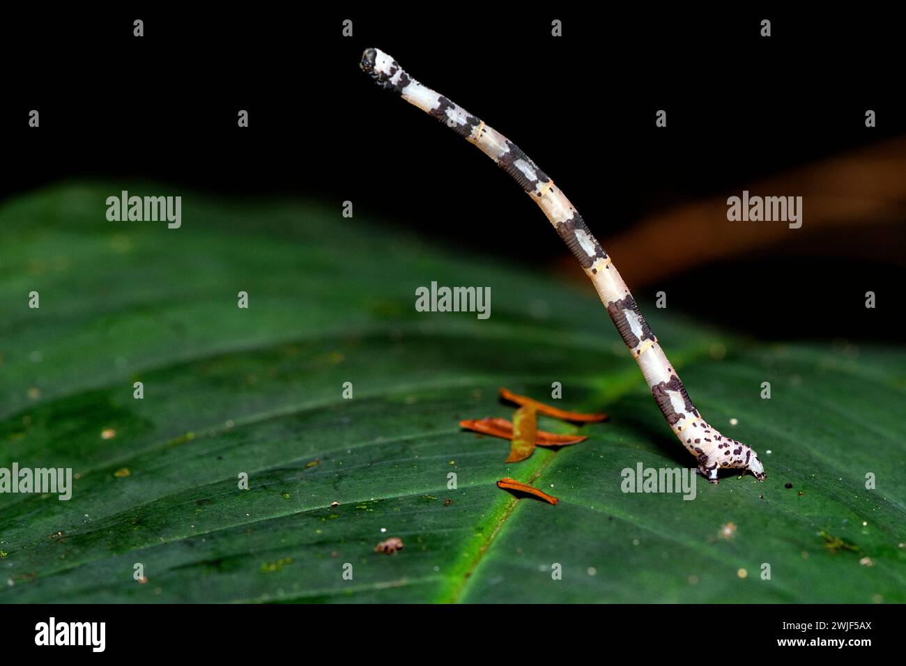 The larvae of a butterfly (moth) from family Geometridae photographed ...