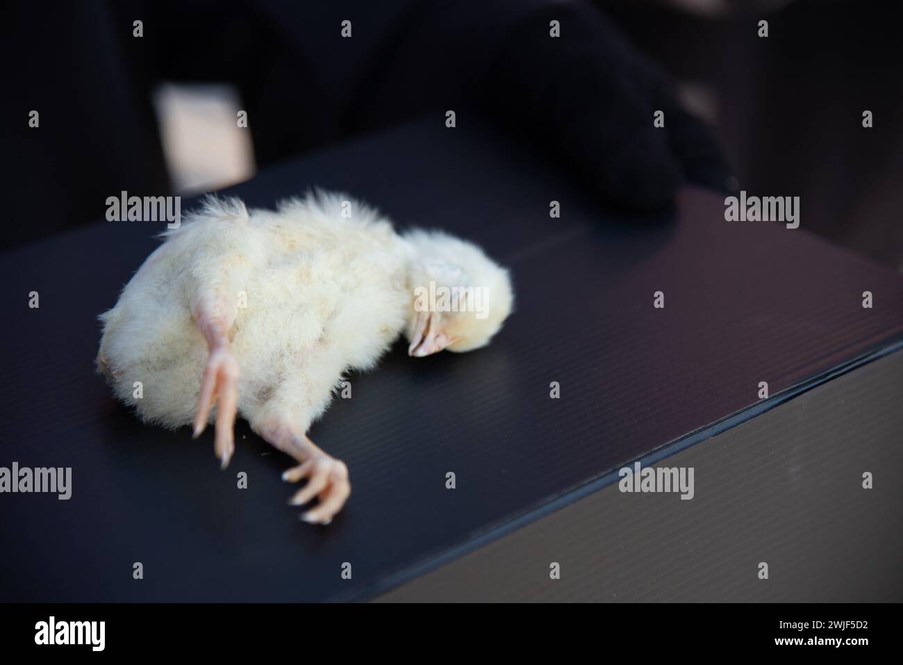 Naimal-rights activists hold dead chickens with banners indicating ...