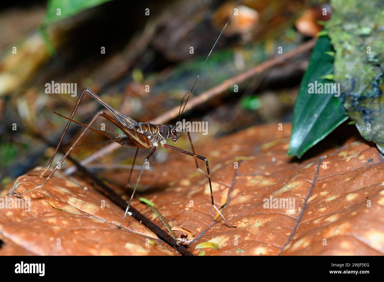 Unidentified spider cricket (Family Phalangopsidae) from Las Arrieras ...