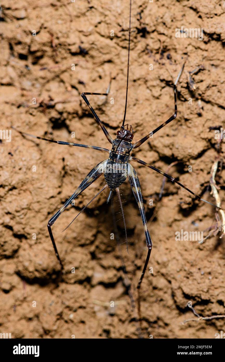 Unidentified spider cricket (Family Phalangopsidae) from Las Arrieras ...