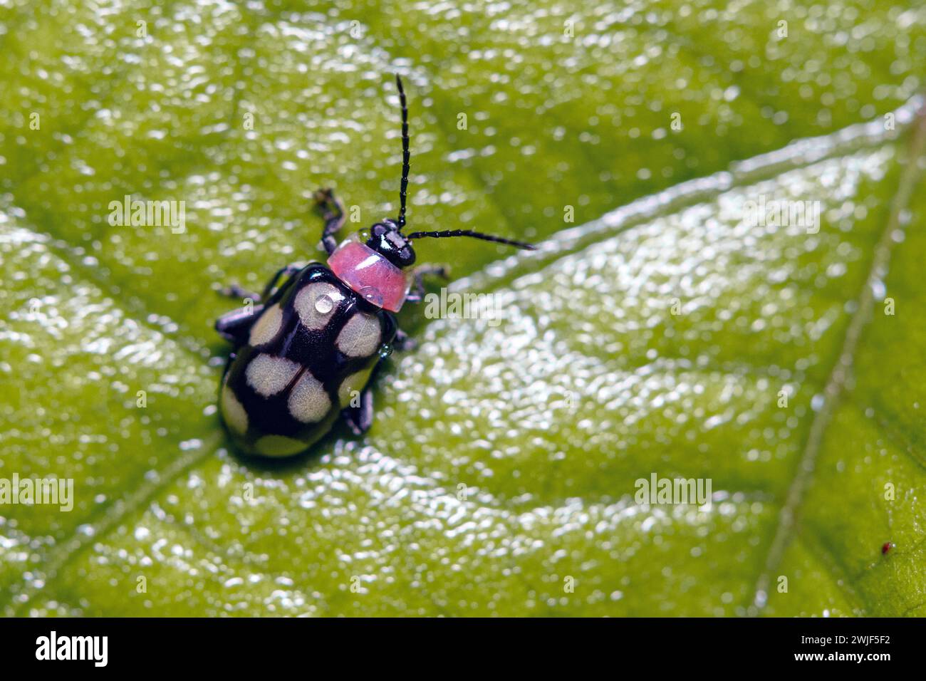 Leaf beetle alurnus sp hi-res stock photography and images - Alamy