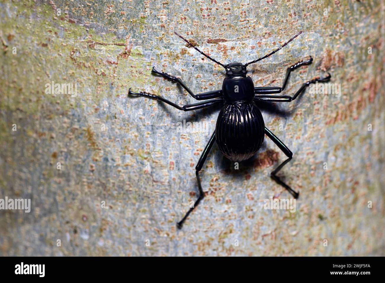 Unidentified darkling beetle (family Tenebrionidae) from Las Arrieras ...