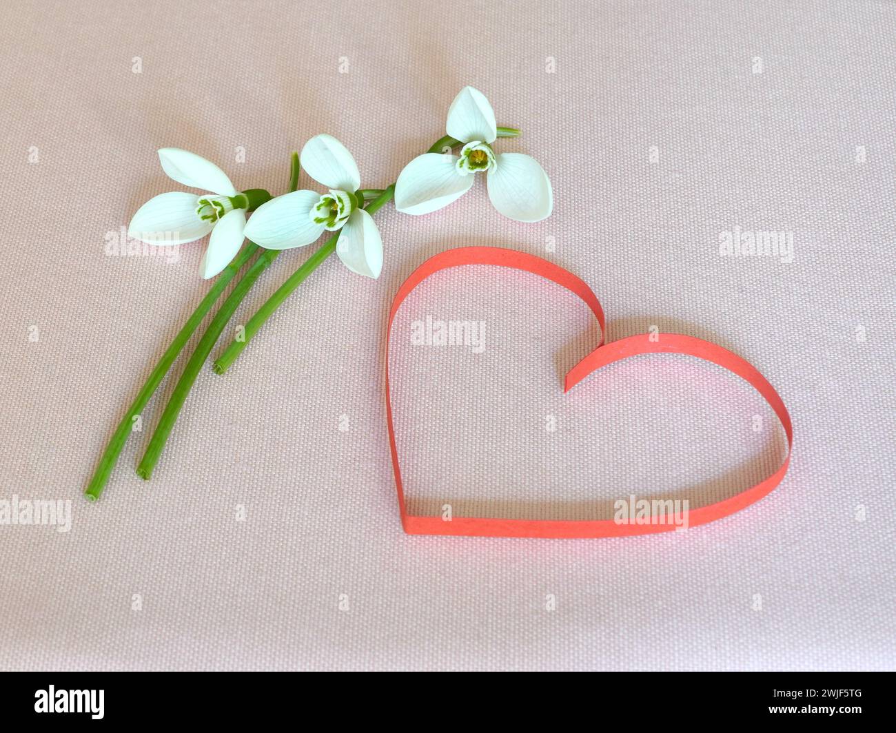Snowdrops delicate white flowers and red paper heart on soft pink cloth ...