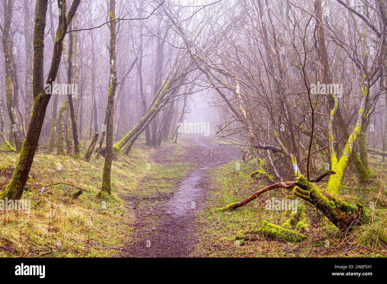 Mild feb 2024 uk hi-res stock photography and images - Alamy