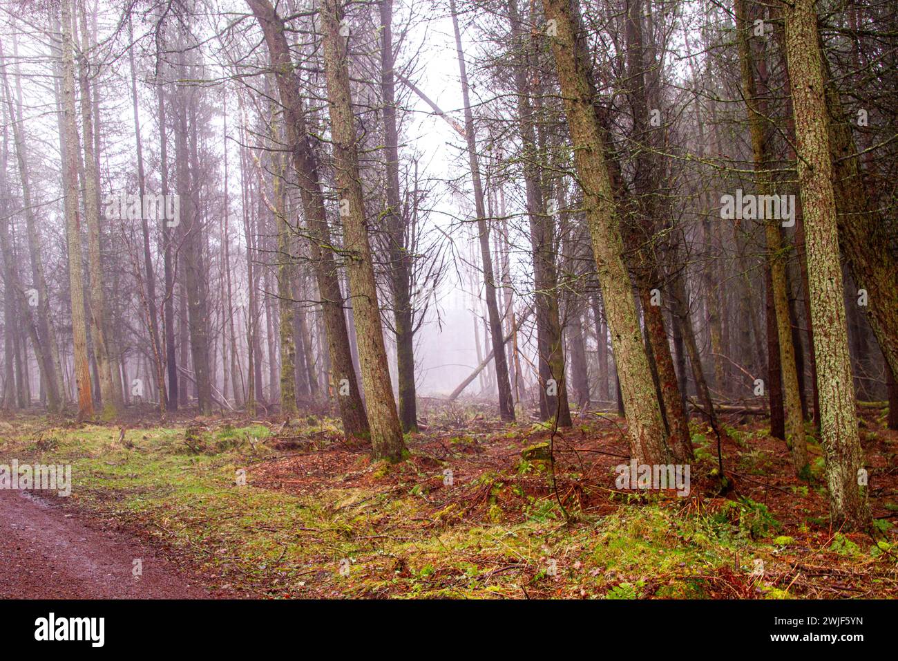 Mild feb 2024 uk hi-res stock photography and images - Alamy