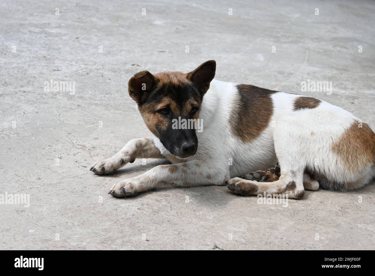 Vietnamese dog hi-res stock photography and images - Alamy