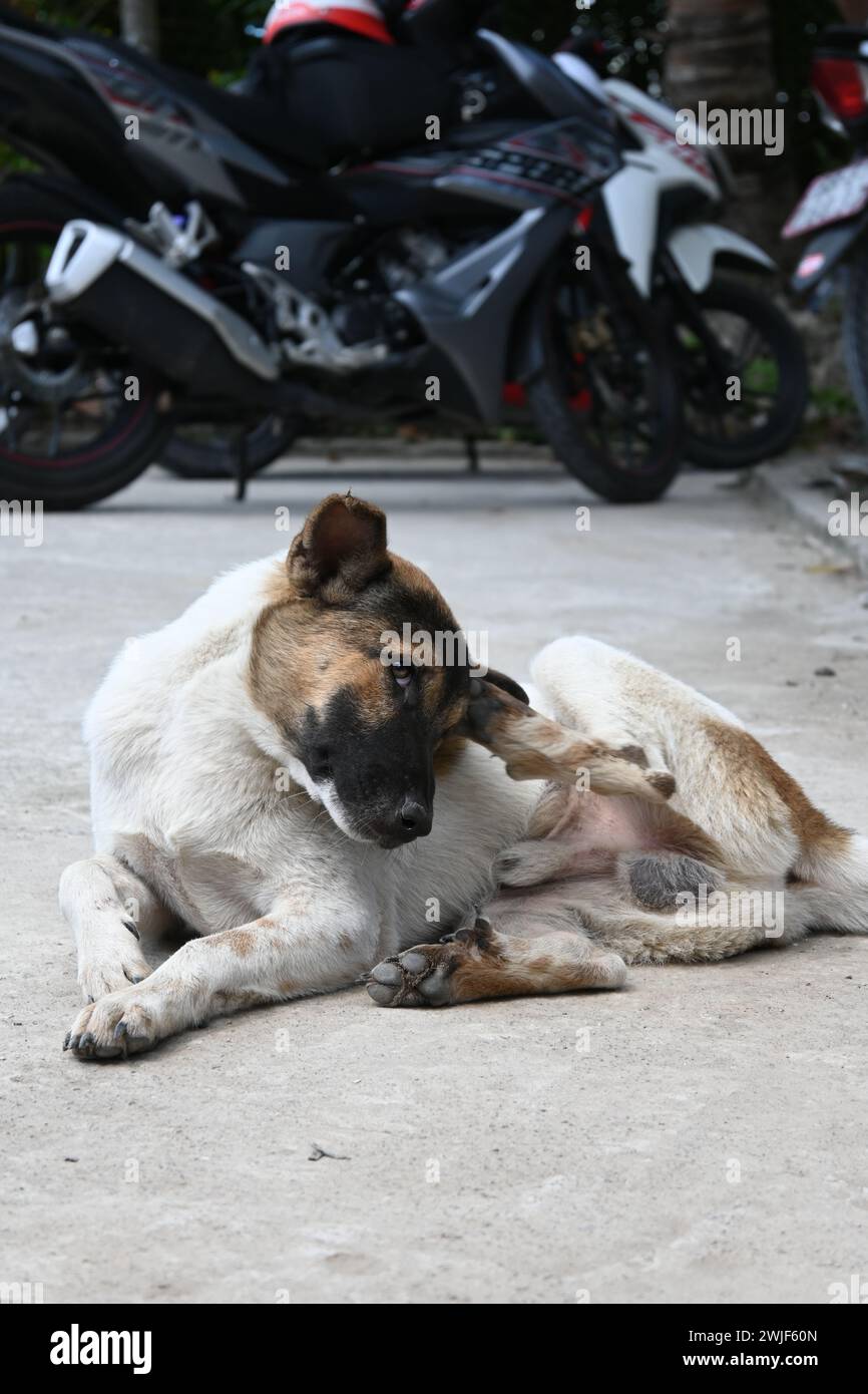 Tiger sunbathing hi-res stock photography and images - Alamy