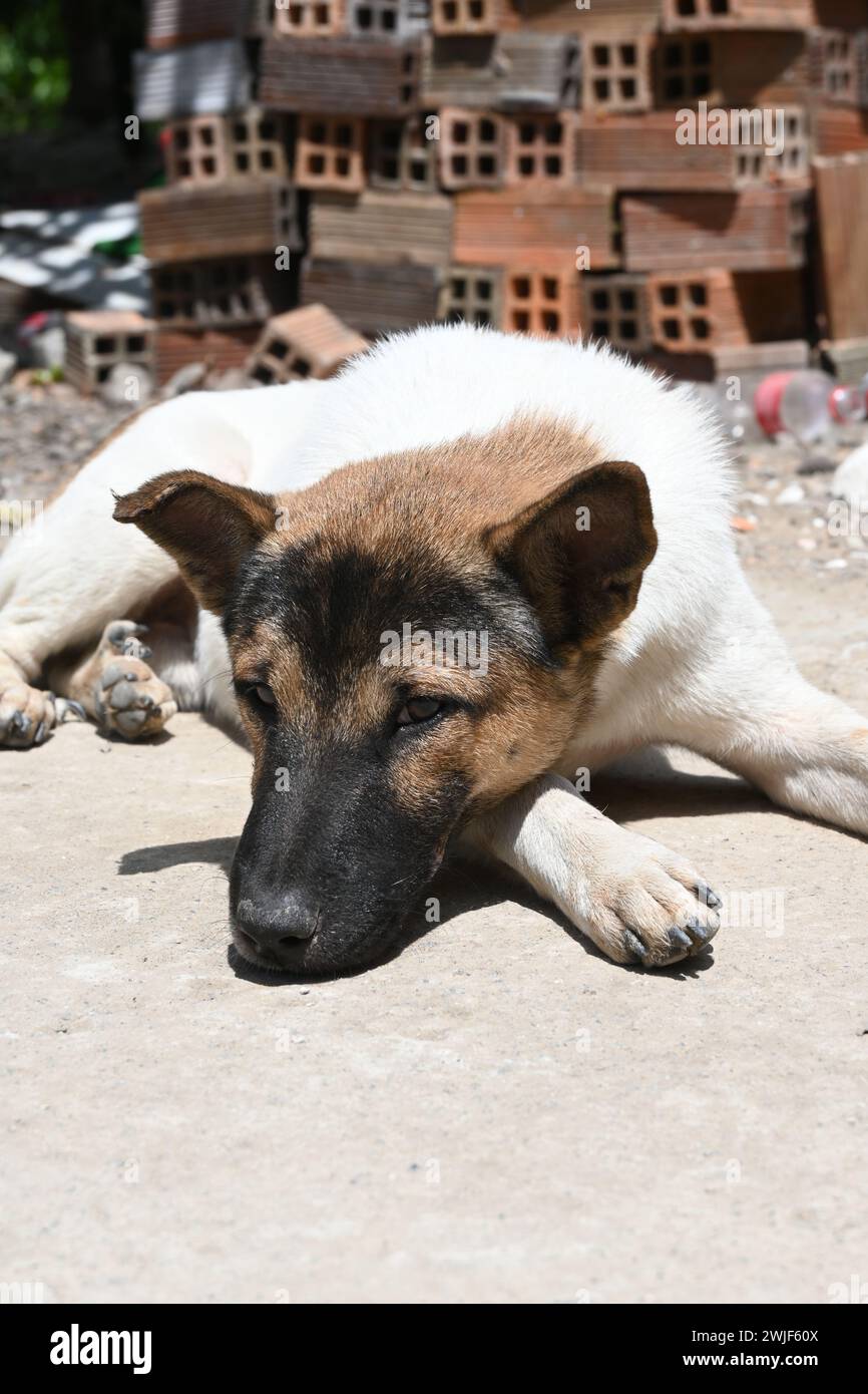 White Dog relaxing and Sun bathing Stock Photo - Alamy